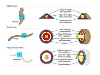 Coelom formation in protostomes and deuterostomes and types of coelom ...