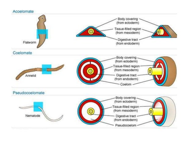 Coelom formation in protostomes and deuterostomes and types of coelom ...