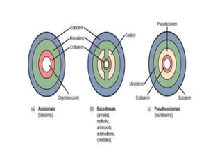 Coelom formation in protostomes and deuterostomes and types of coelom ...