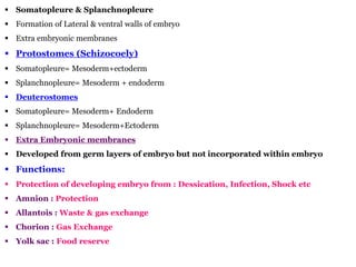 Coelom formation in protostomes and deuterostomes and types of coelom ...