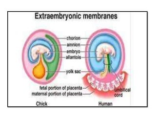 Coelom formation in protostomes and deuterostomes and types of coelom ...