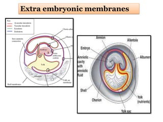 Coelom formation in protostomes and deuterostomes and types of coelom ...