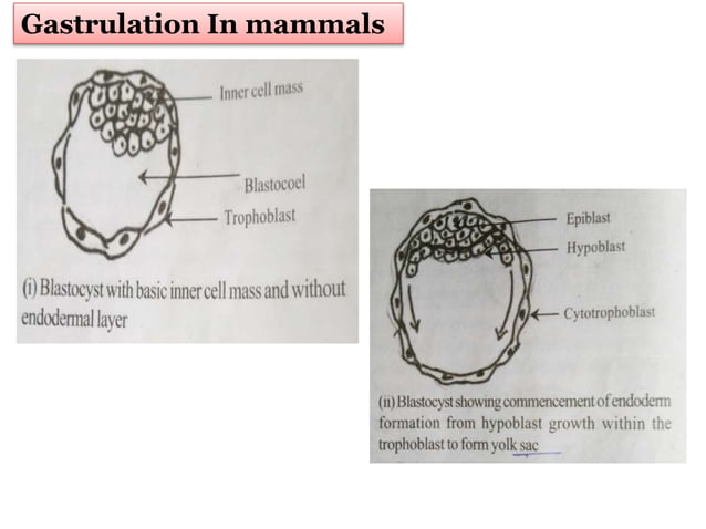 Coelom formation in protostomes and deuterostomes and types of coelom ...