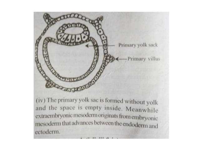 Coelom formation in protostomes and deuterostomes and types of coelom ...