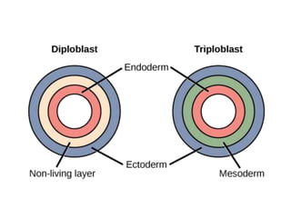 Coelom formation in protostomes and deuterostomes and types of coelom ...