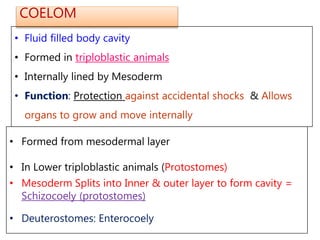 Coelom formation in protostomes and deuterostomes and types of coelom ...