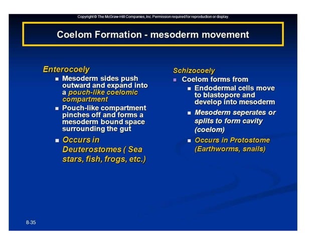 Coelom formation in protostomes and deuterostomes and types of coelom ...