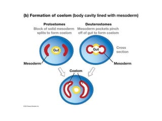 Coelom formation in protostomes and deuterostomes and types of coelom