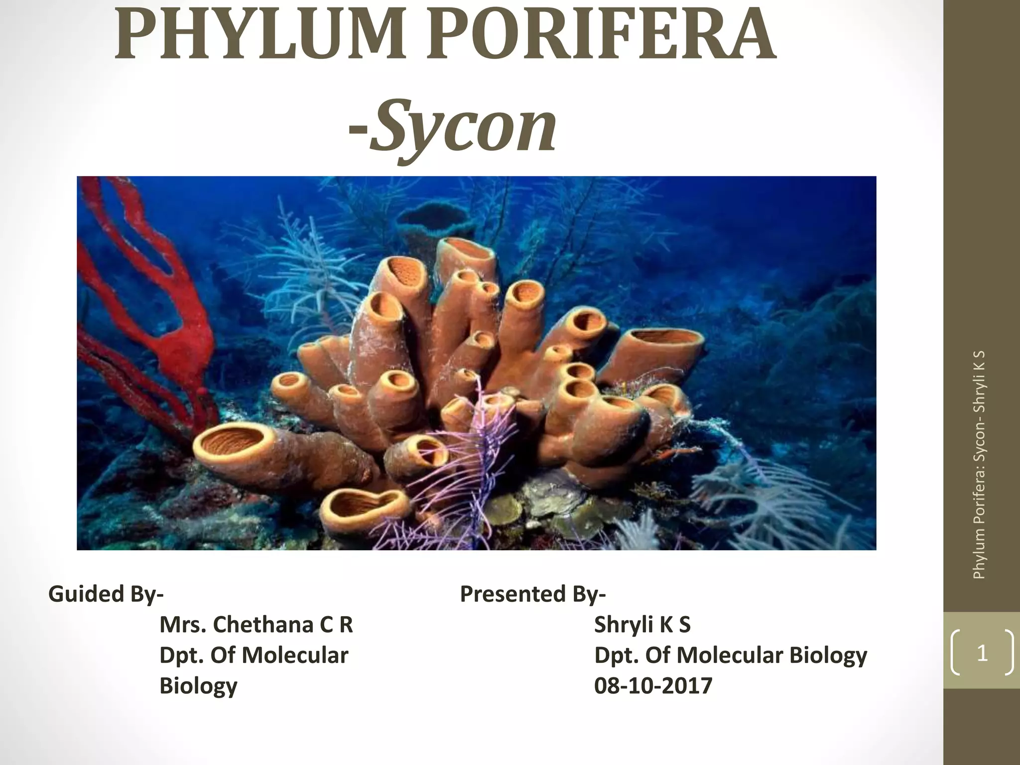 Phylum Porifera - Sycon | PPTX
