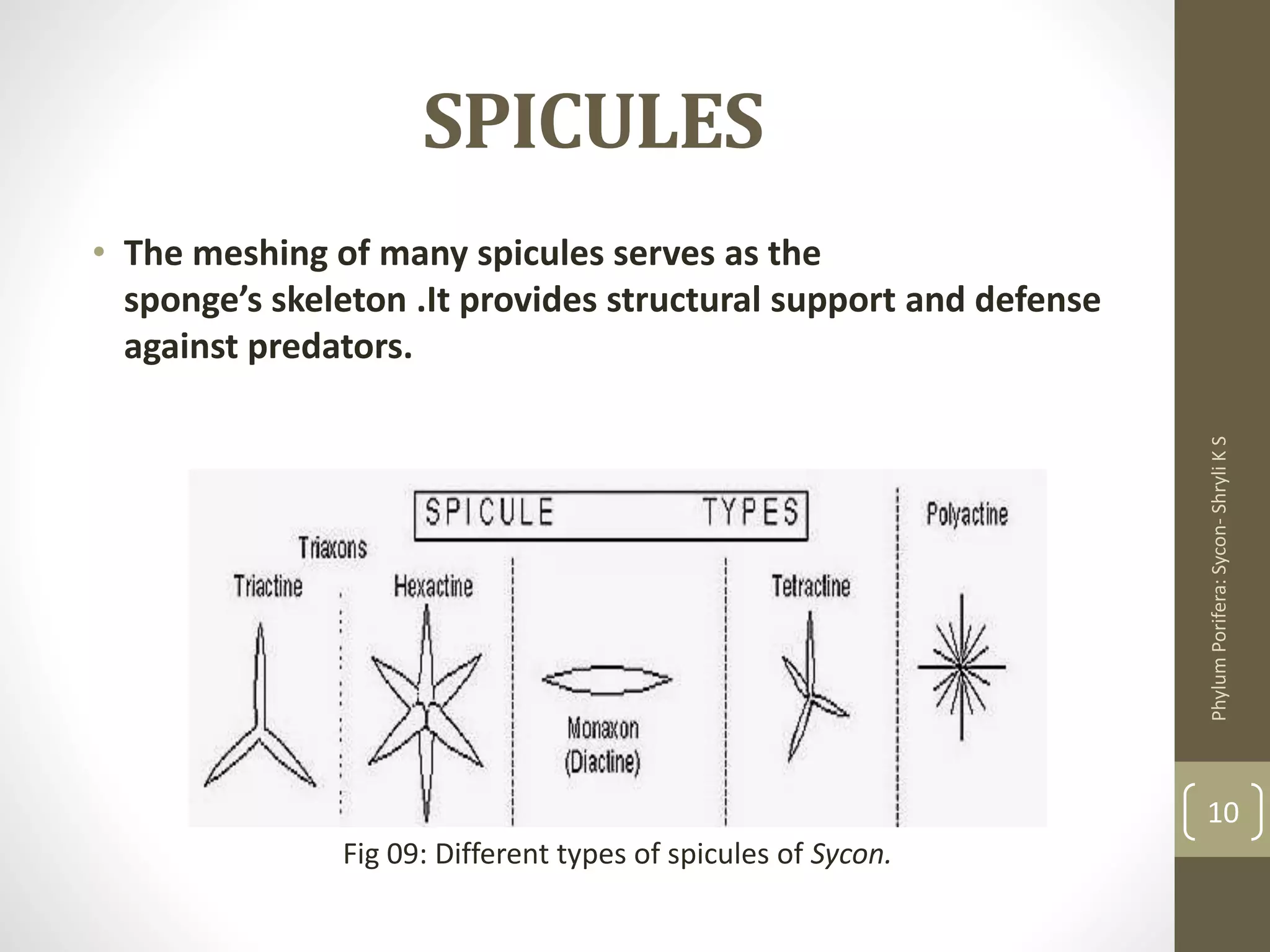 Phylum Porifera - Sycon | PPTX