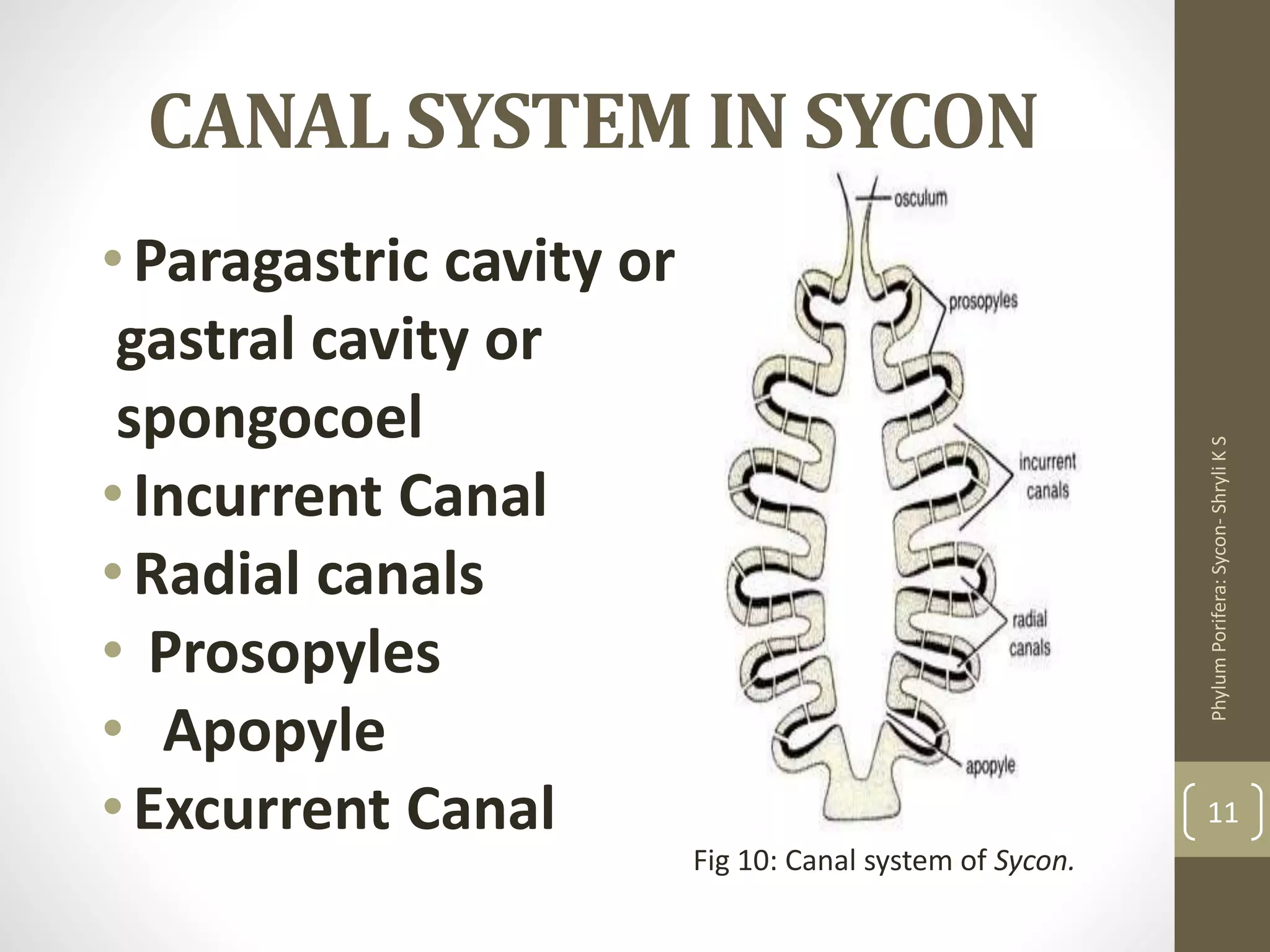 Phylum Porifera - Sycon | PPTX
