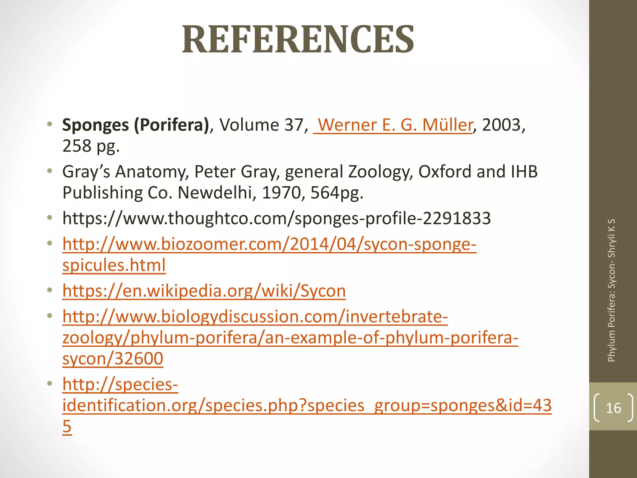 Phylum Porifera - Sycon | PPTX