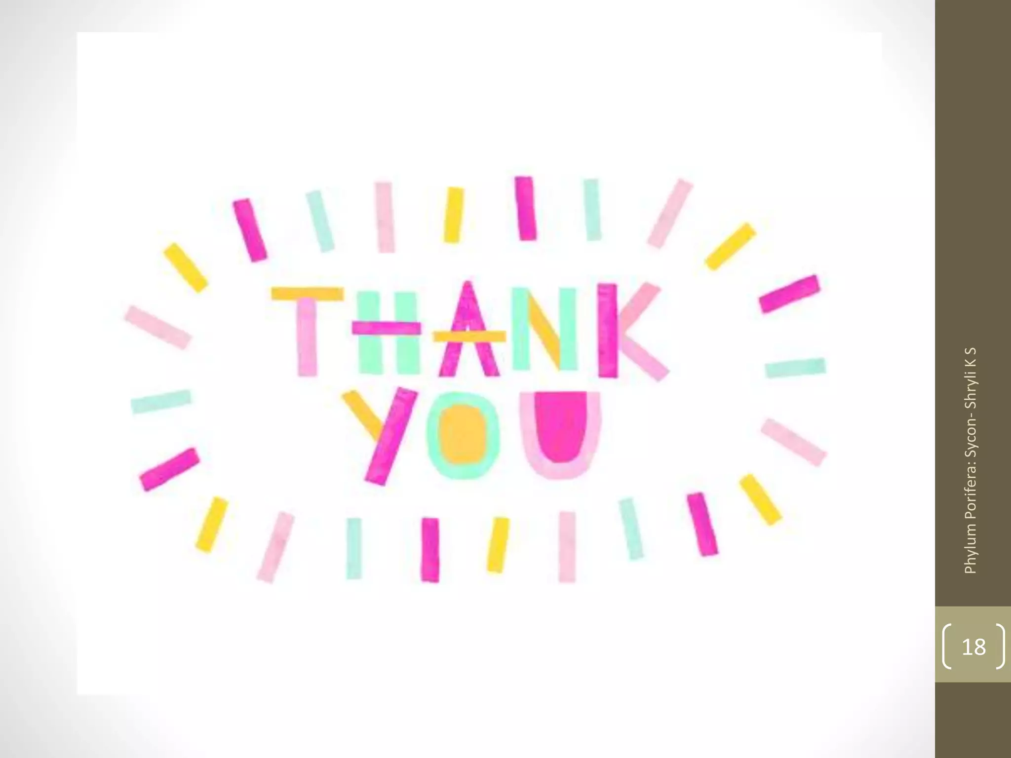 Phylum Porifera - Sycon | PPTX