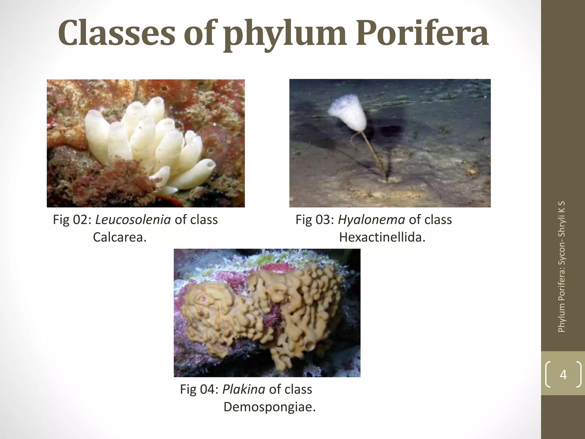 Phylum Porifera - Sycon | PPTX