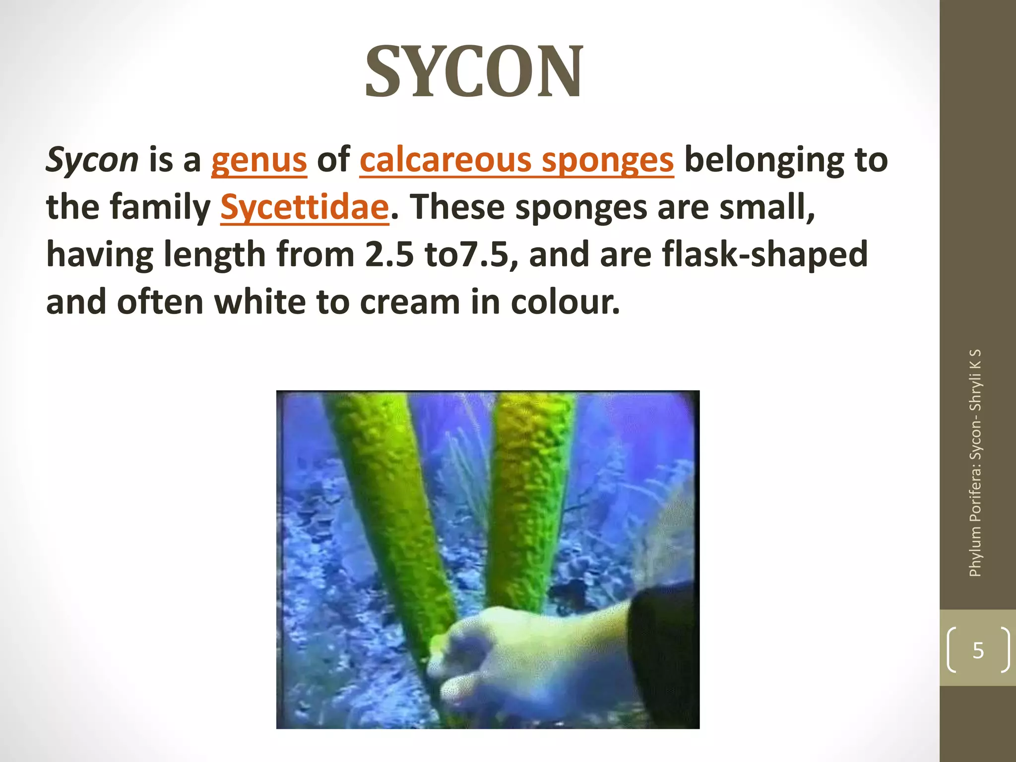 Phylum Porifera - Sycon | PPTX