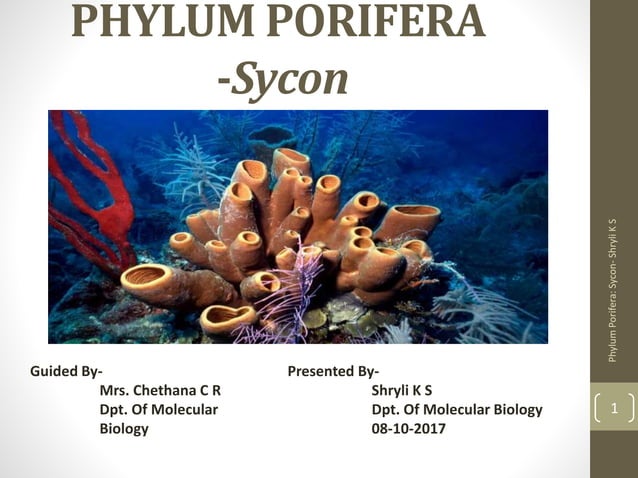 Phylum Porifera - Sycon | PPTX | Biological Sciences | Science