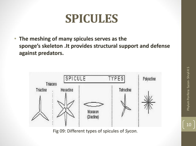 Phylum Porifera - Sycon | PPTX | Biological Sciences | Science