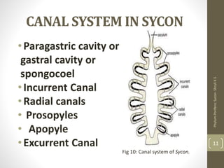 Phylum Porifera - Sycon | PPTX