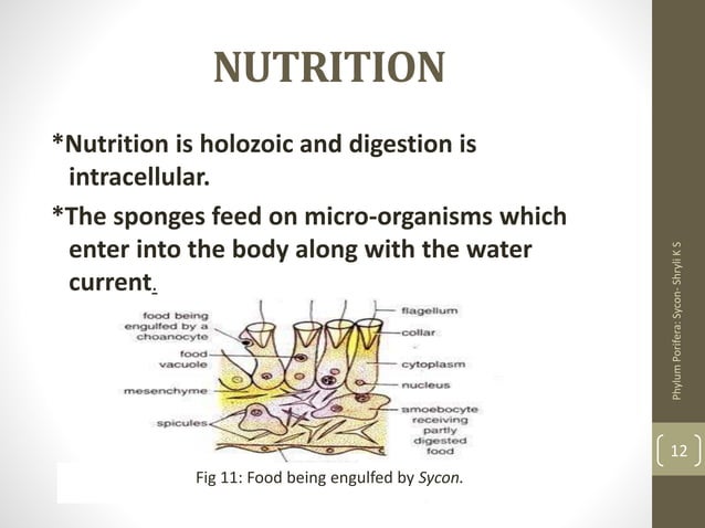 Phylum Porifera - Sycon | PPTX | Biological Sciences | Science
