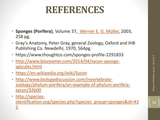 Phylum Porifera - Sycon | PPTX | Biological Sciences | Science
