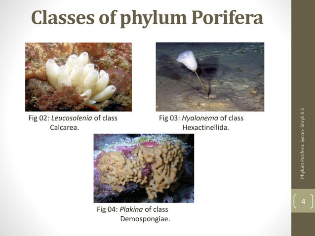 Phylum Porifera - Sycon | PPTX | Biological Sciences | Science