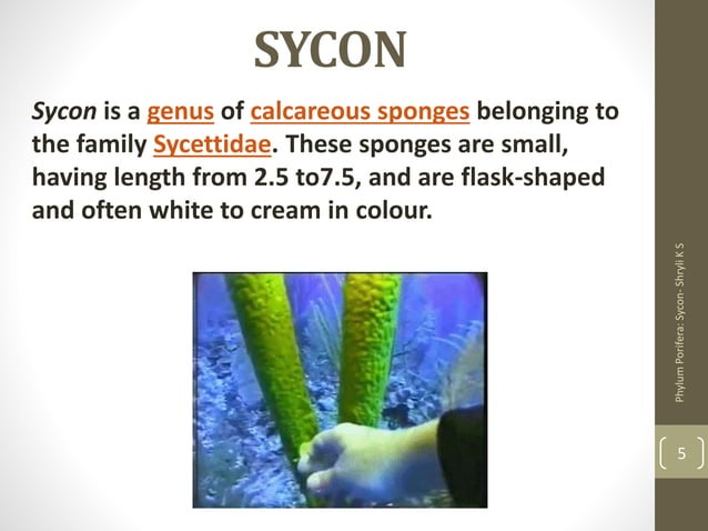 Phylum Porifera - Sycon | PPTX | Biological Sciences | Science
