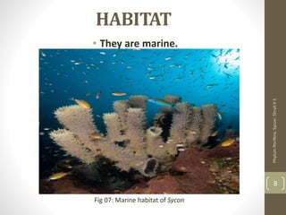 Phylum Porifera - Sycon | PPTX