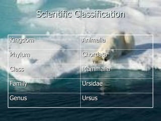 Sydney thomasen polar bears | PPT
