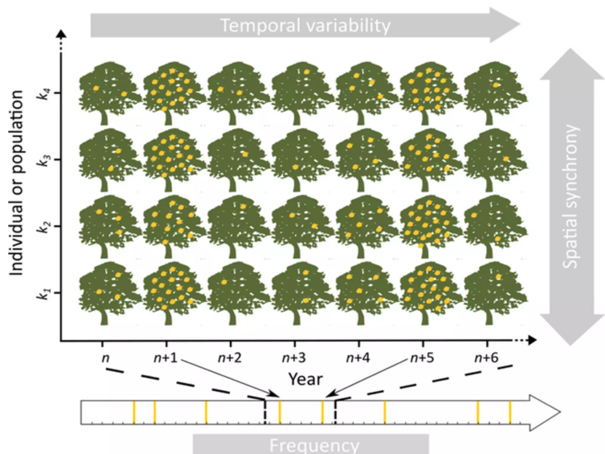 Understanding and modeling masting in European tree species | PDF