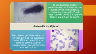 Enfermedad de Carrión | PPTX