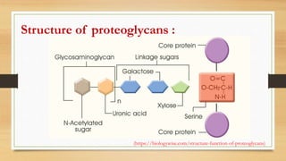 PROTEOGLYCANS OF PERIODONTIUM | PPTX