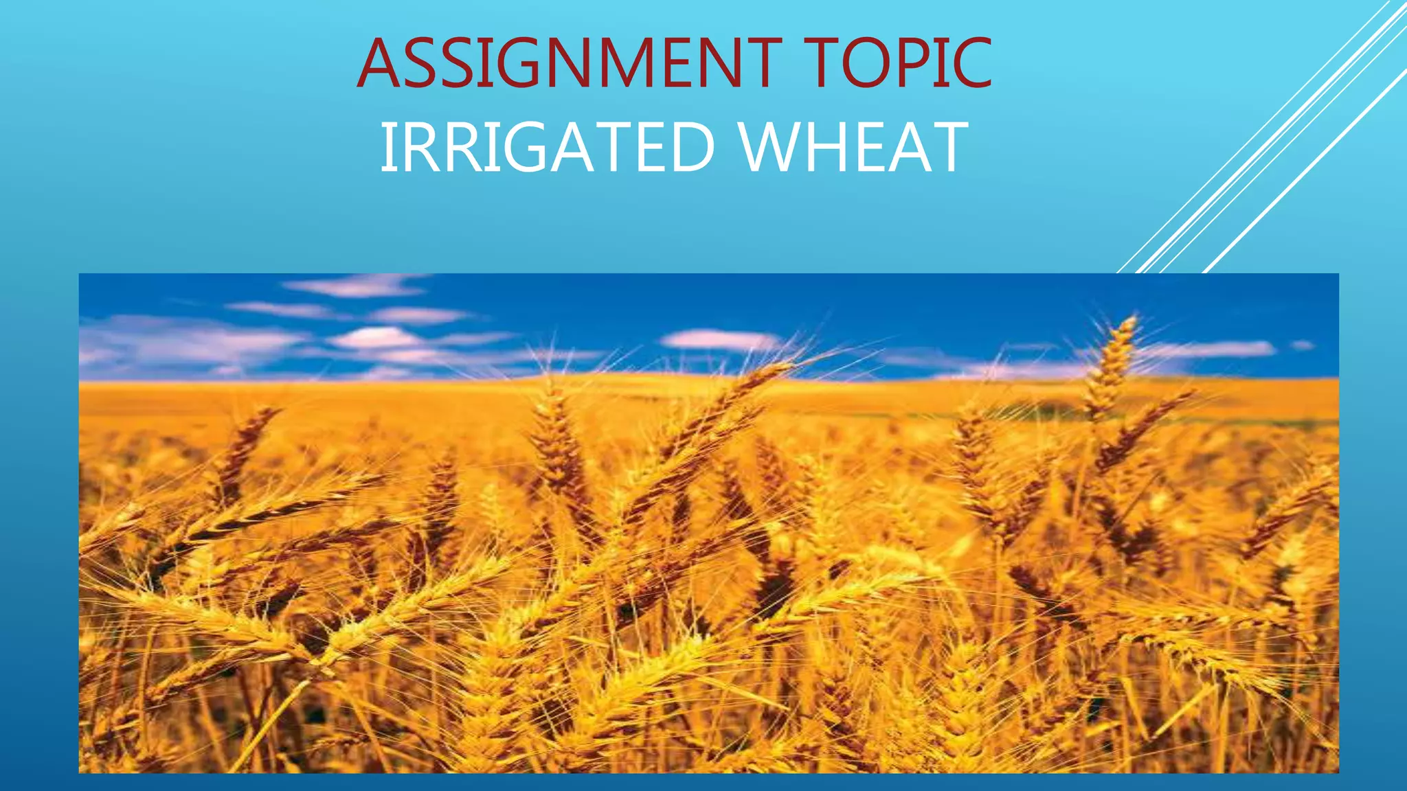Wheat,its types ,importance,characteristics | PPT