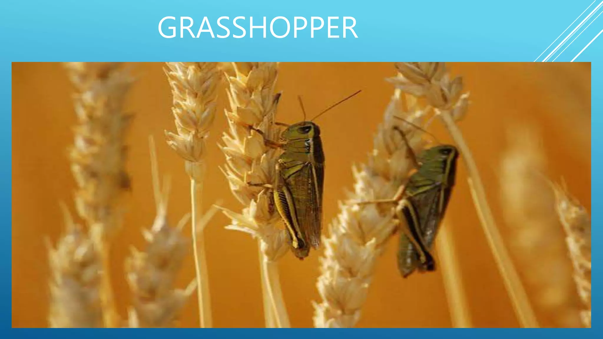Wheat,its types ,importance,characteristics | PPT