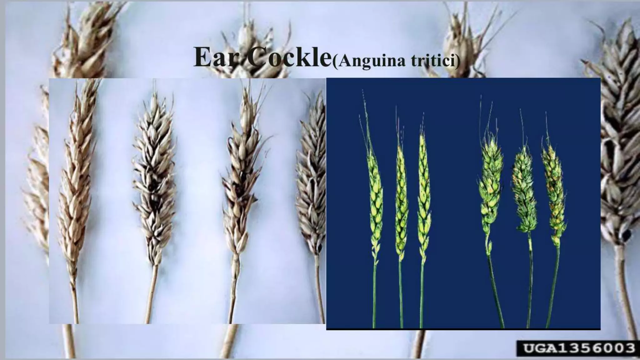 Wheat,its types ,importance,characteristics | PPT