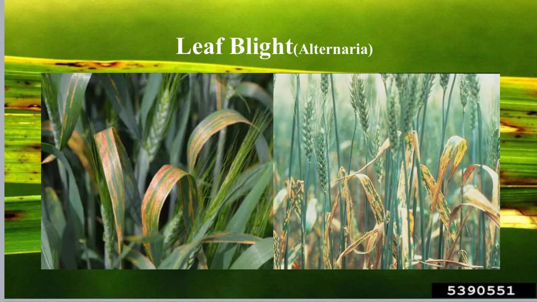 Wheat,its types ,importance,characteristics | PPT
