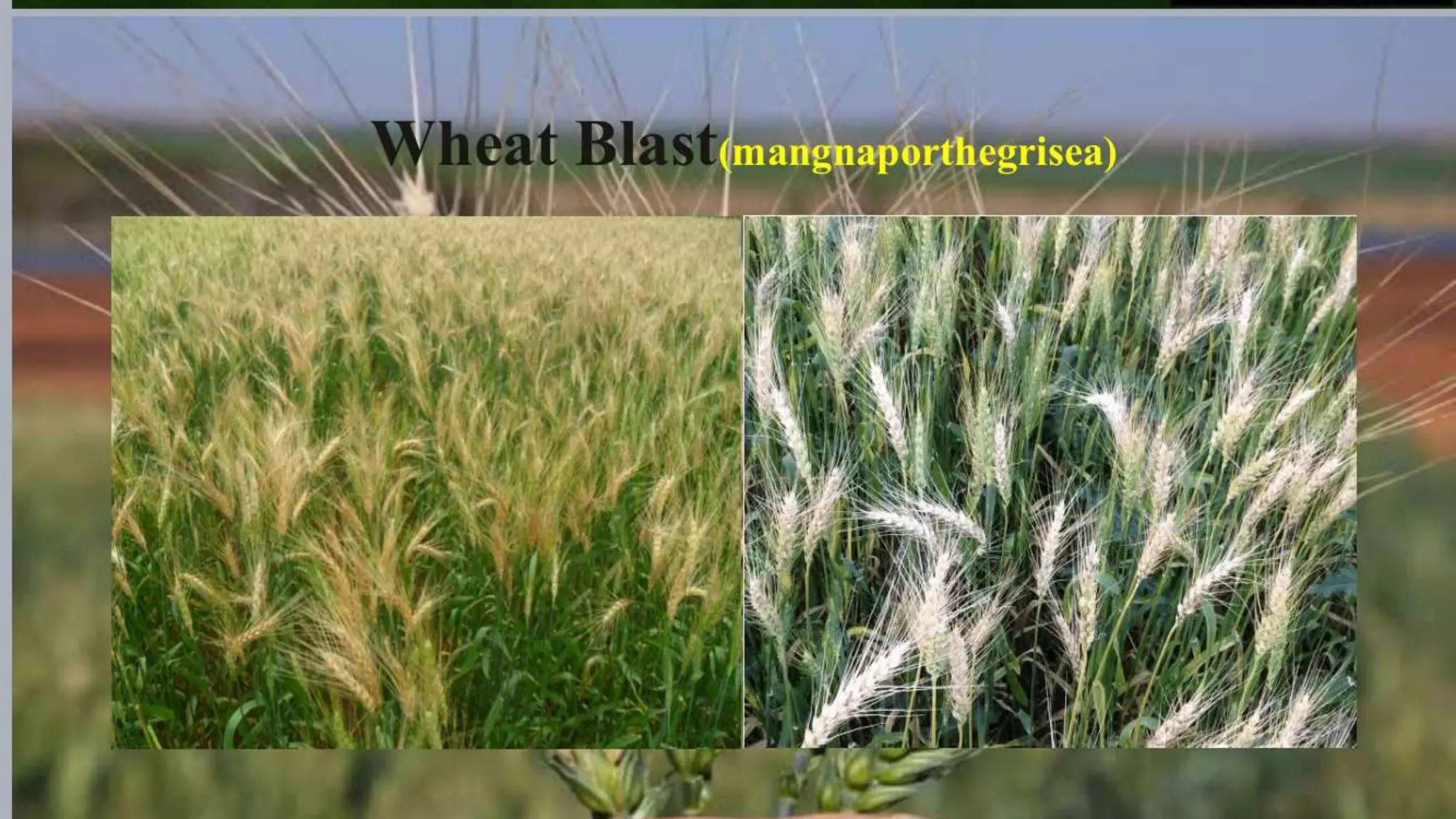 Wheat,its types ,importance,characteristics | PPT