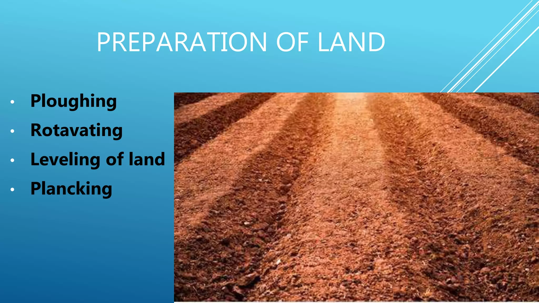 Wheat,its types ,importance,characteristics | PPT