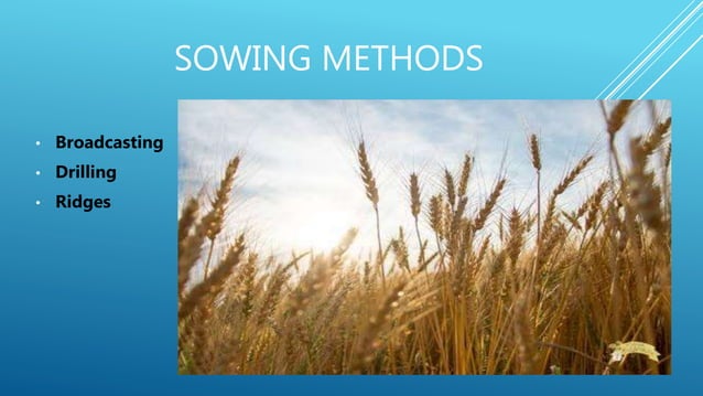 Wheat,its types ,importance,characteristics | PPT
