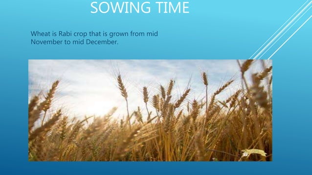 Wheat,its types ,importance,characteristics | PPT