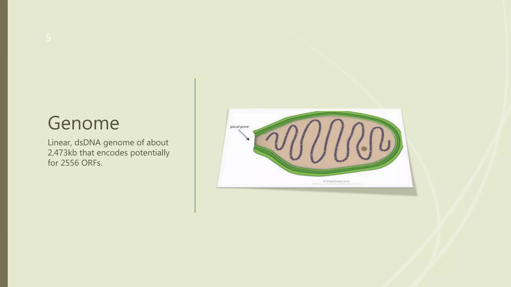 Pandoraviruse Salinus | PPTX