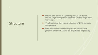 Pandoraviruse Salinus | PPTX