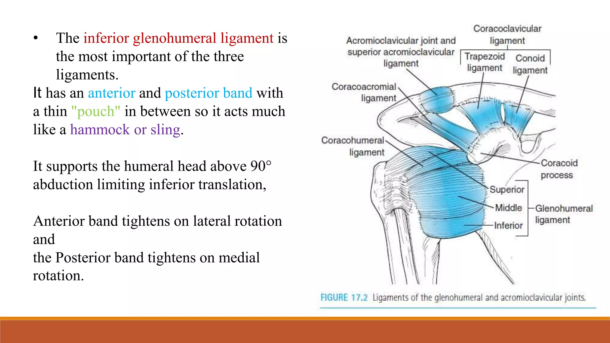 shoulder assessment (full) | PPTX