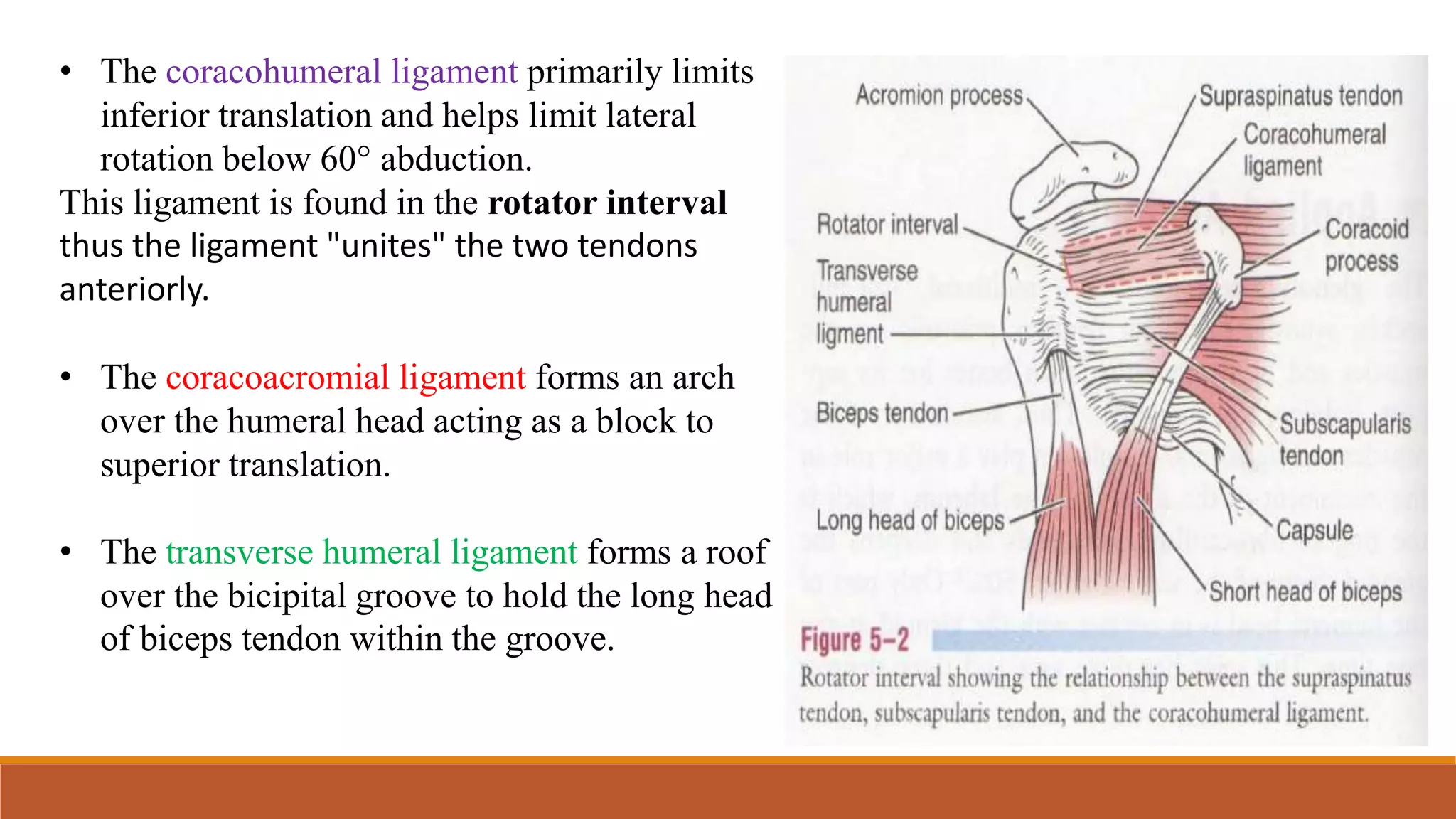 shoulder assessment (full) | PPT