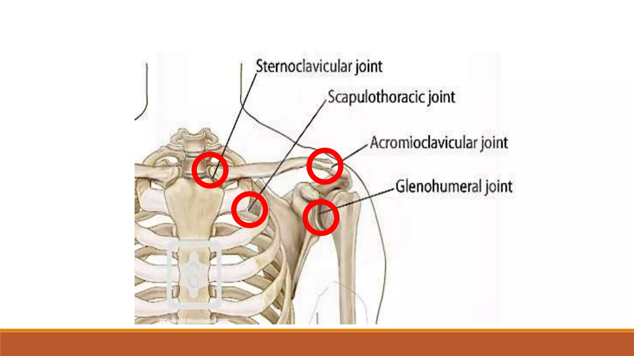 shoulder assessment (full) | PPTX