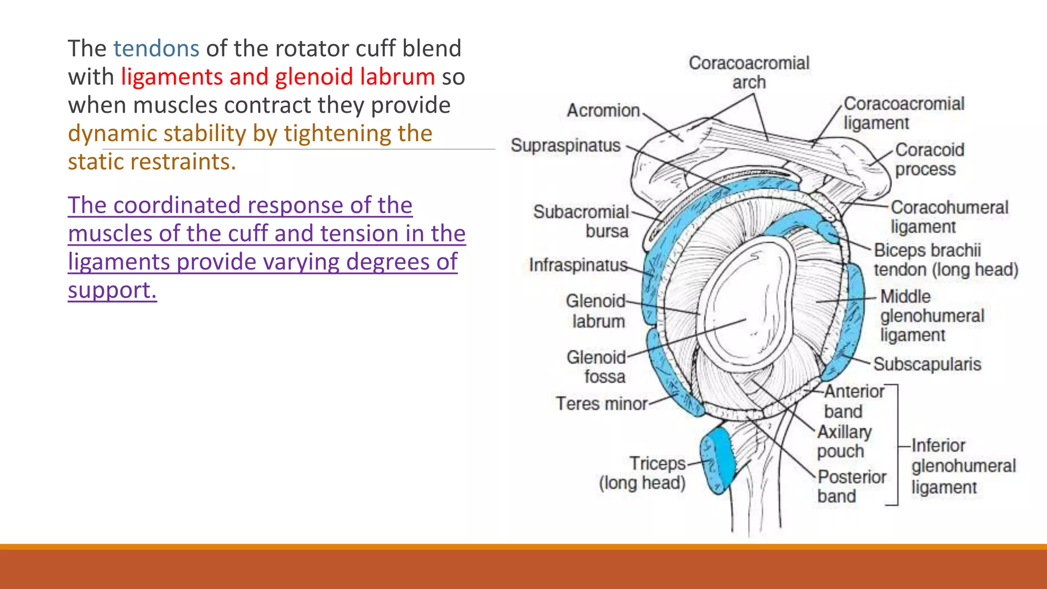 shoulder assessment (full) | PPTX