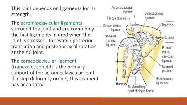shoulder assessment (full) | PPTX | Death, Injury, or Military Conflict ...