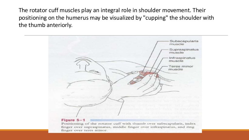 Normal Shoulder Exam Template