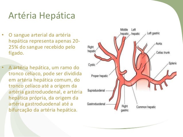 Hepatectomia