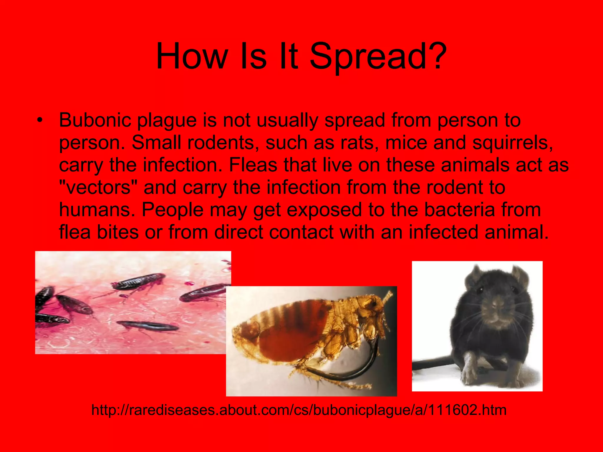 Sylvatic Plague | PPT | Infectious Diseases | Diseases and Conditions