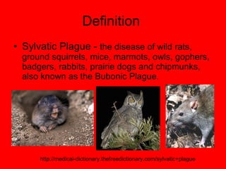 Sylvatic Plague | PPT | Infectious Diseases | Diseases and Conditions